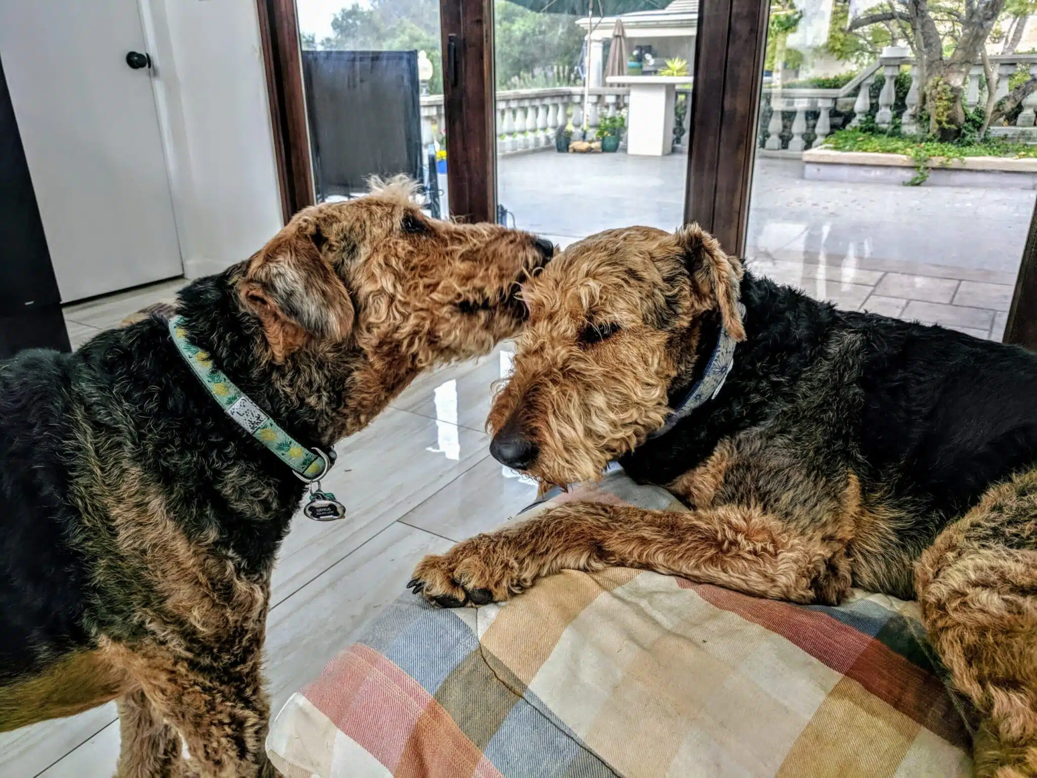 #1 Stress Relief For Dogs |#1 Relief Dog Physical Discomfort