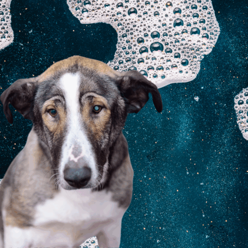 Understanding Dog Vomiting White Foam: 6 Solutions For A Happy Pup